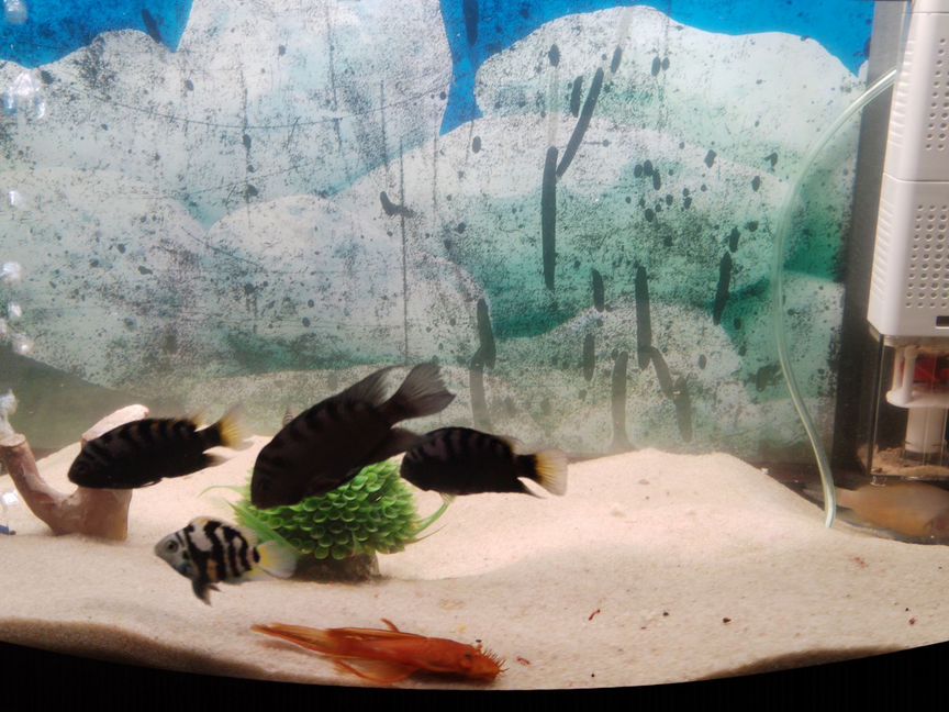 Готовый аквариум с рыбками