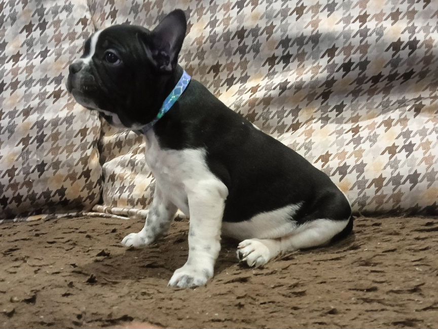 Французский бульдог щенки