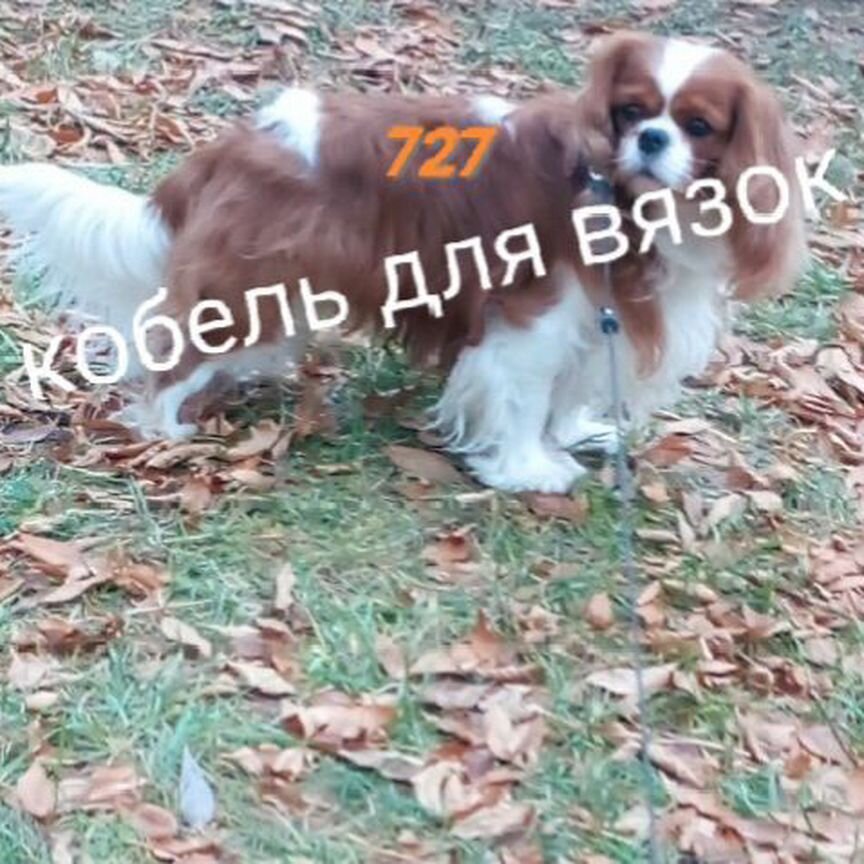 Кавалер кинг чарльз спаниель кобель для вязки