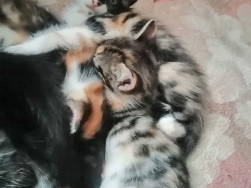 Котята метисы бенгалицы