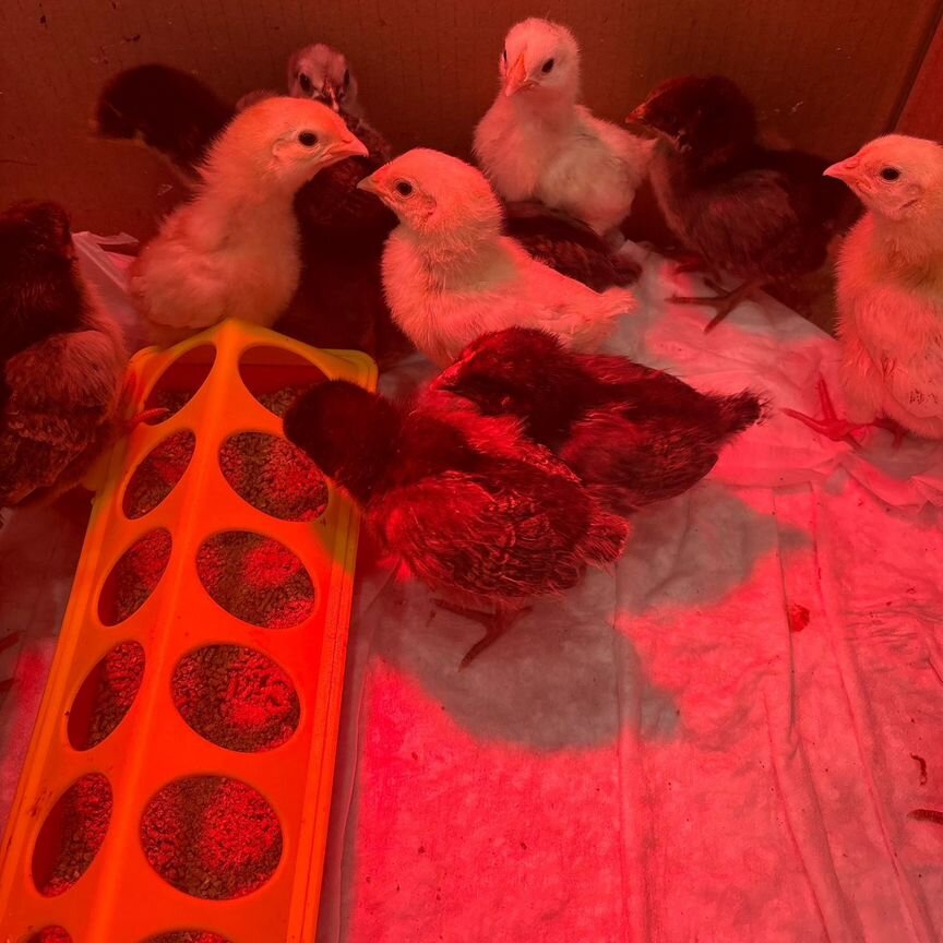 10 дневные цыплята леггорн и кучинская