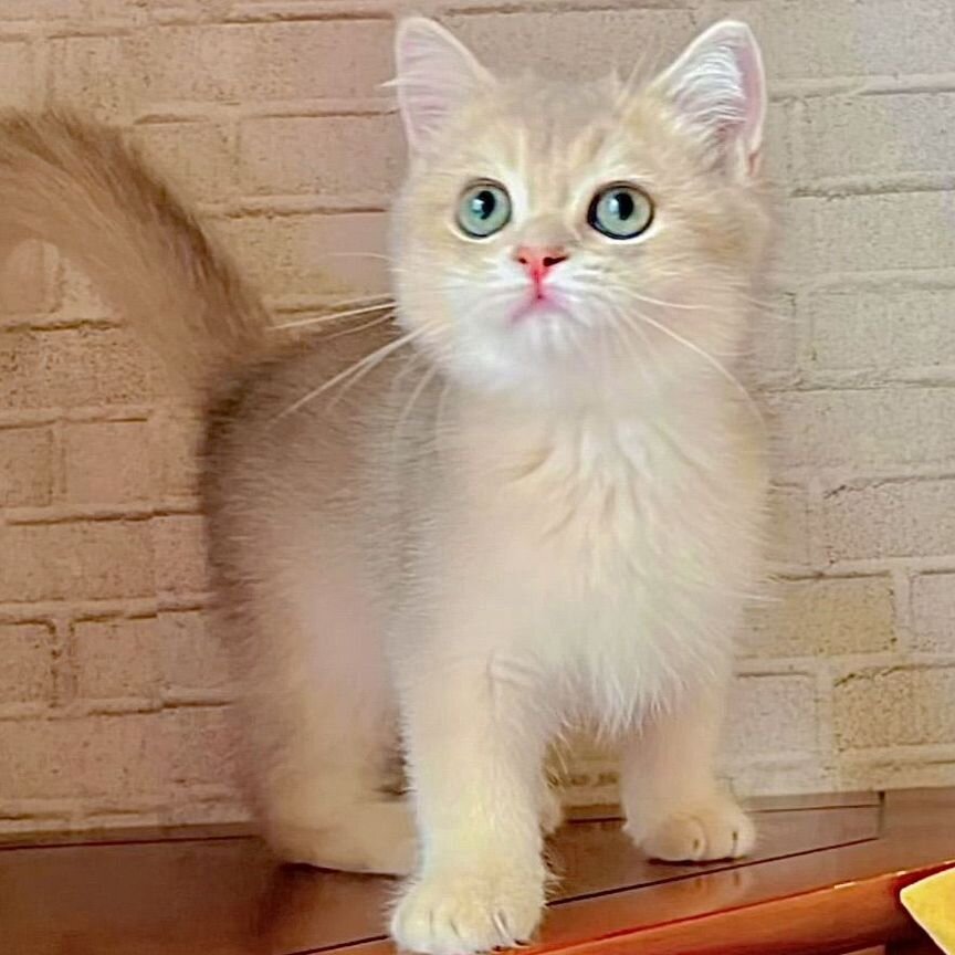 Британский Котик Голубое Золото