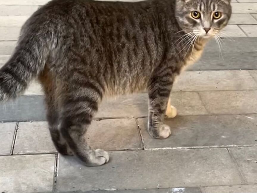 Котики бесплатно