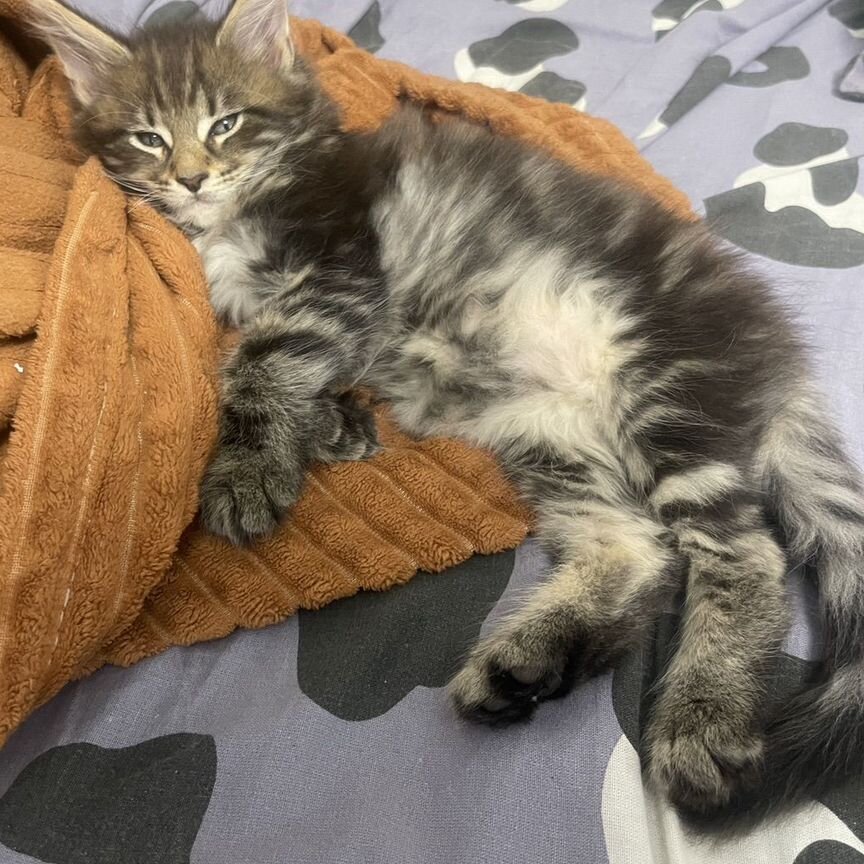 Мейн-кун котёнок