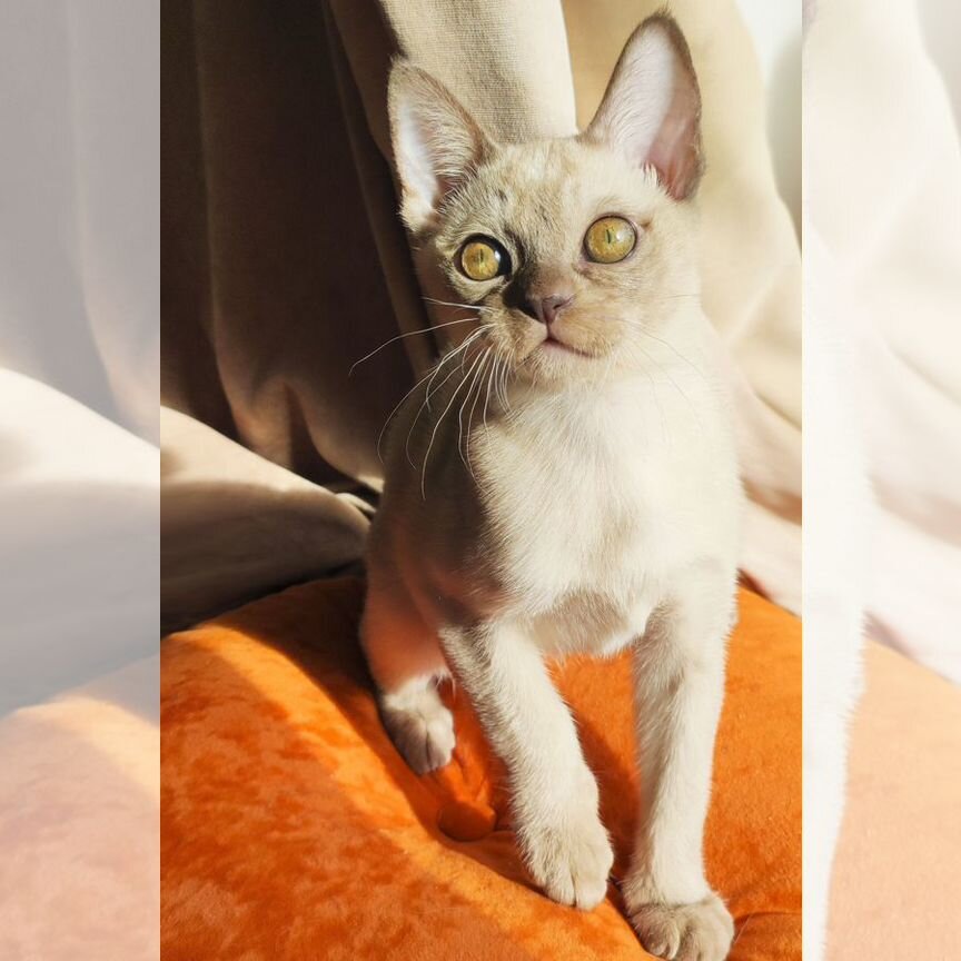 Бурманские мальчик и девочка