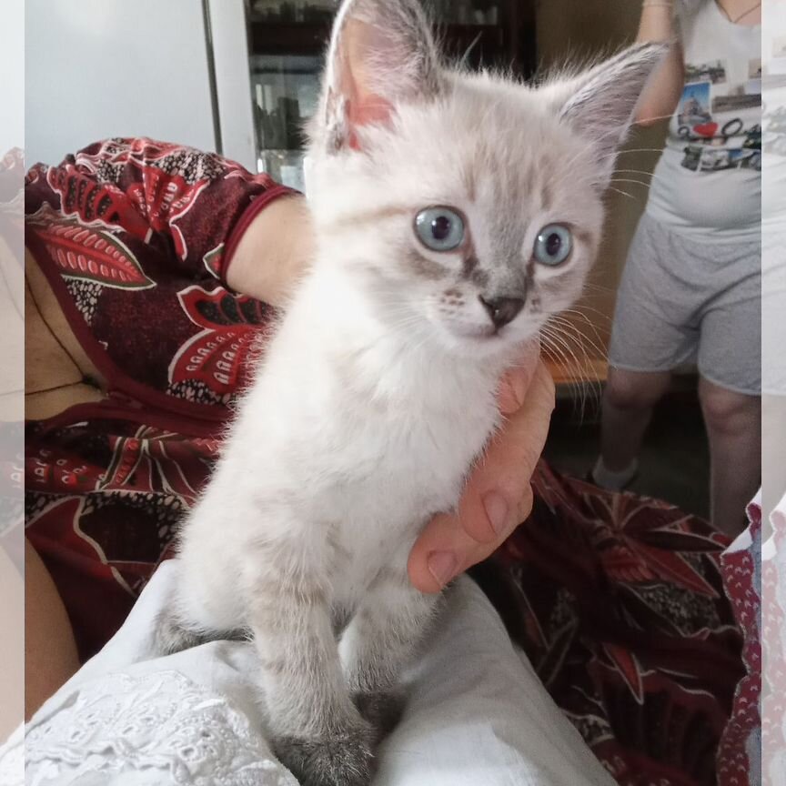 Тайский котёнок