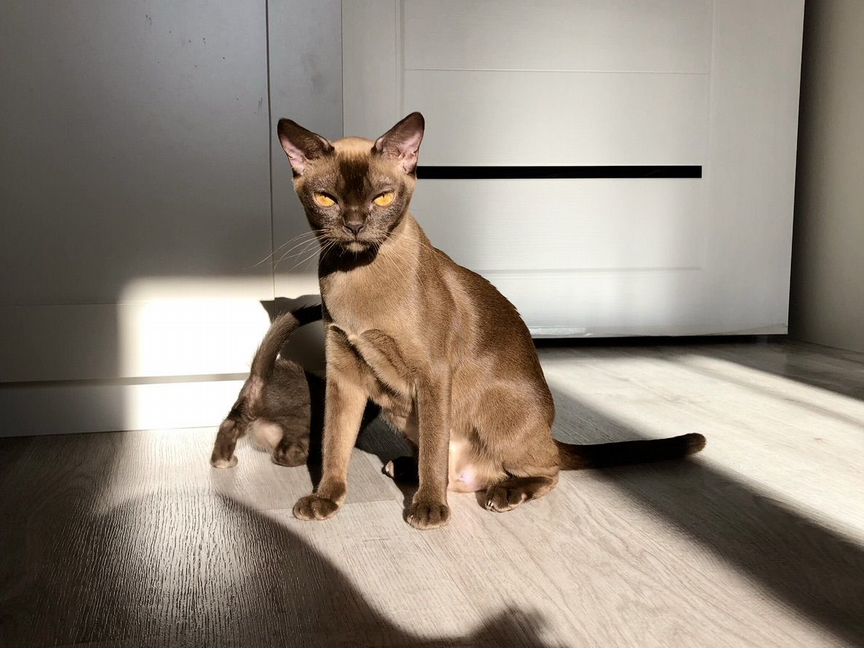 Бурманские котята