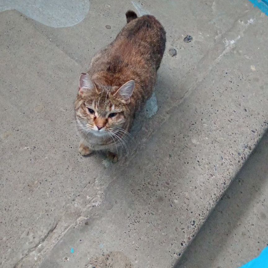 Найдена кошка