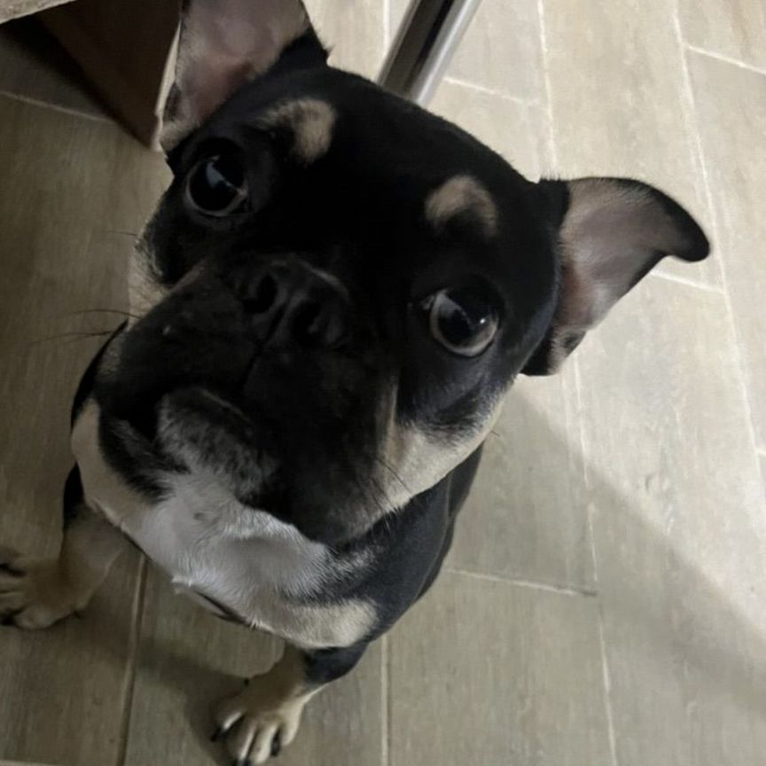 Французский бульдог