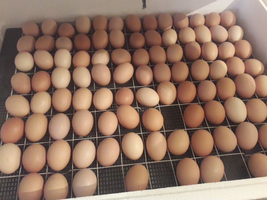 Инкубационное яйцо. Циплята подрощенные