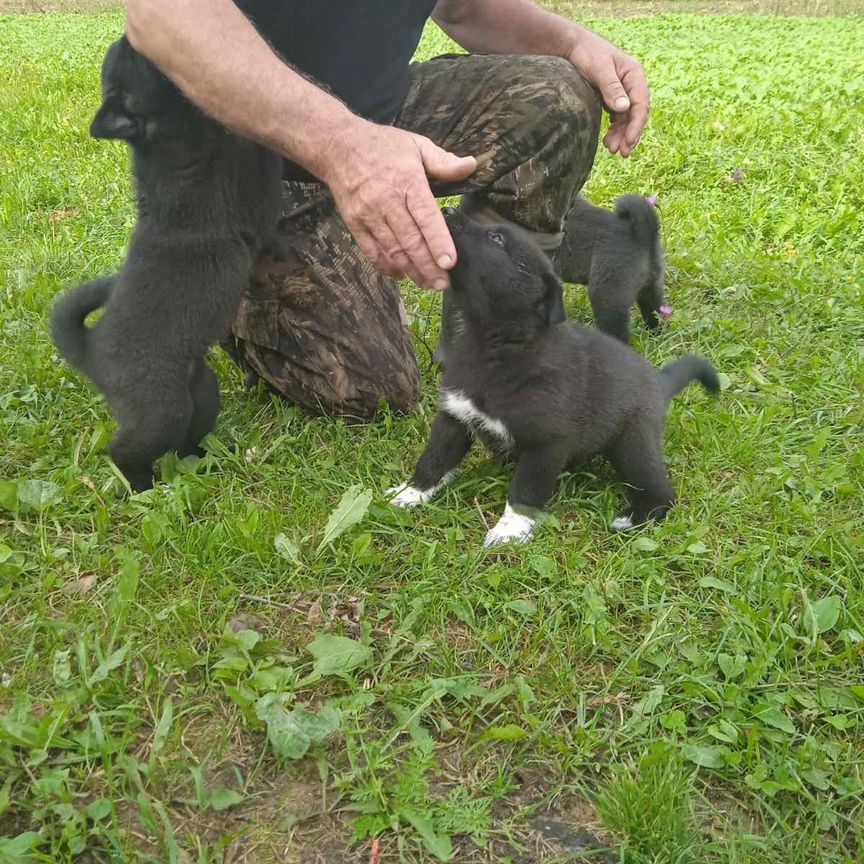 Руско европейские лайки