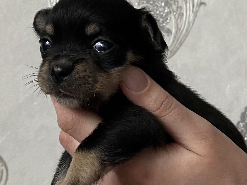 Девочки мальчики супер мини чихуахуа