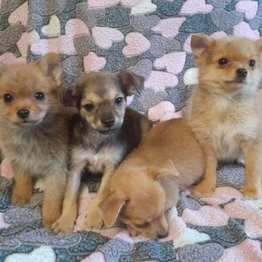 Щенки тойтерьер