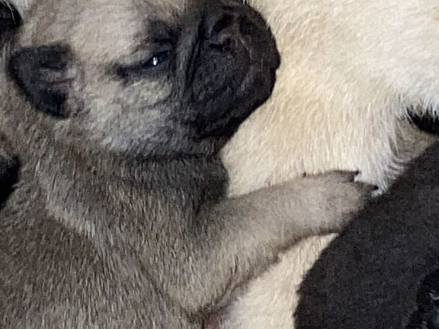 Щенки мопса