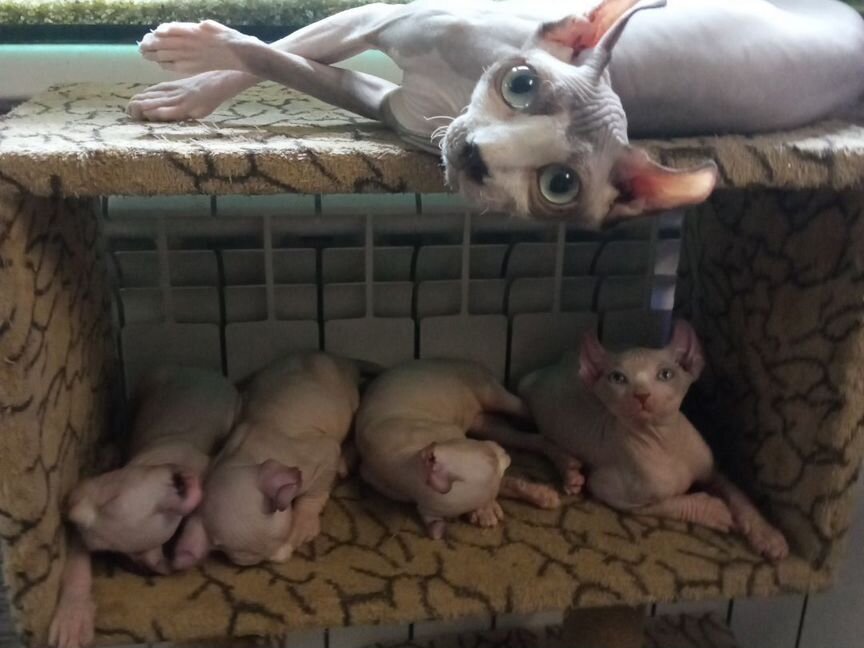 Канадский сфинкс котенок