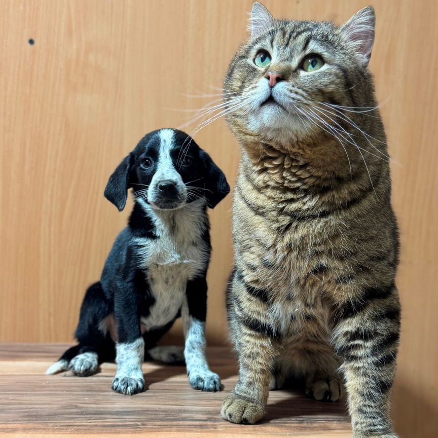 Взрослый кот в добрые руки