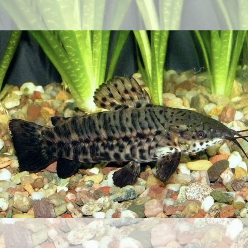 Сом таракатум, декорации для аквариума(замок)