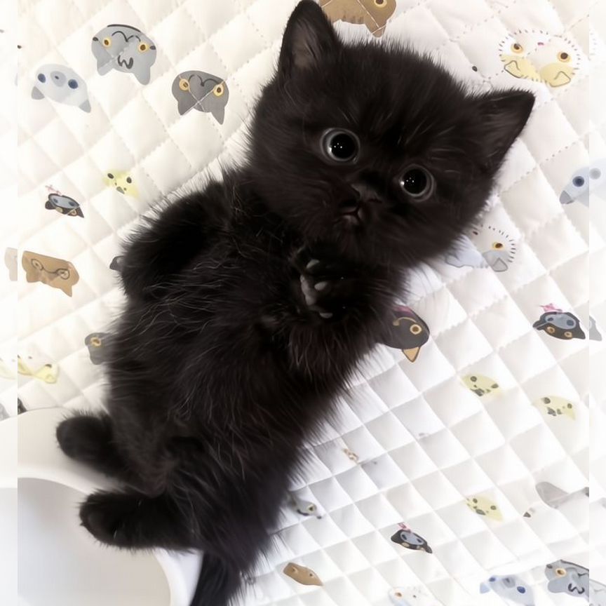 Котёнок в добрые руки