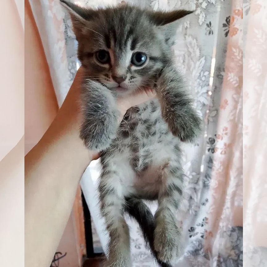 Котёнок в добрые руки