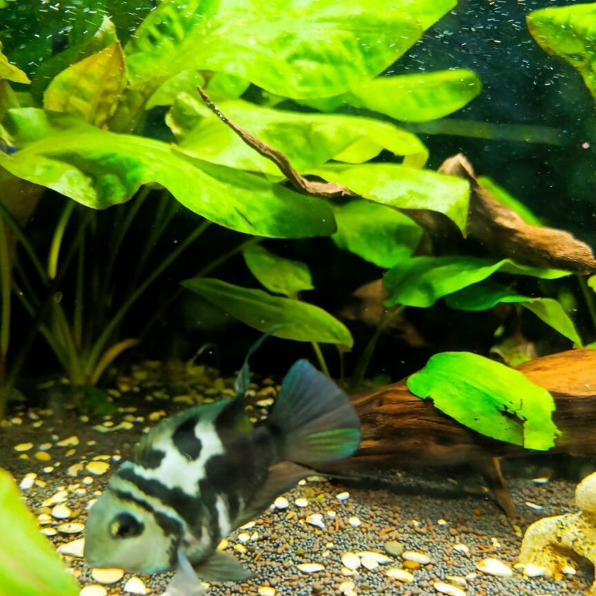 Аквариумные рыбки