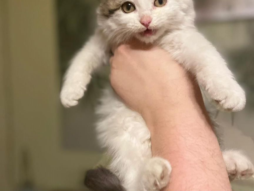 Красивые кошечки