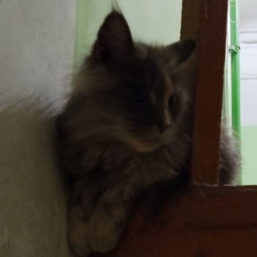 Мейн-кун, взрослая кошка