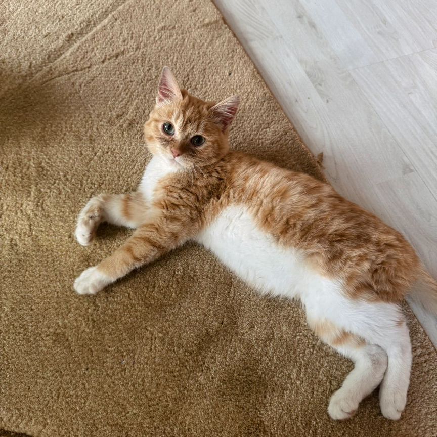 Рыжий котенок