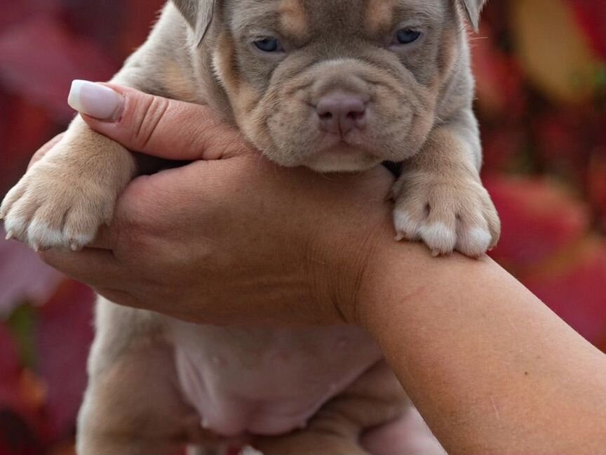 Американский булли девочка