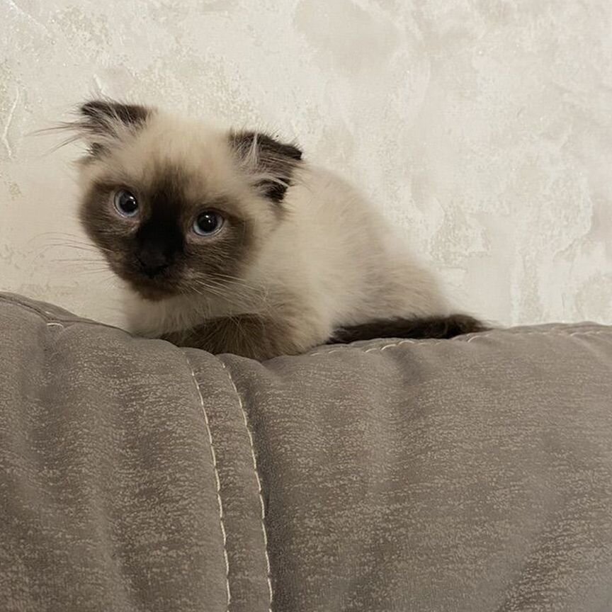 Котята священная бирма