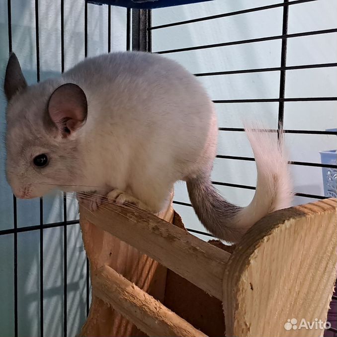 Шиншиллы мальчики