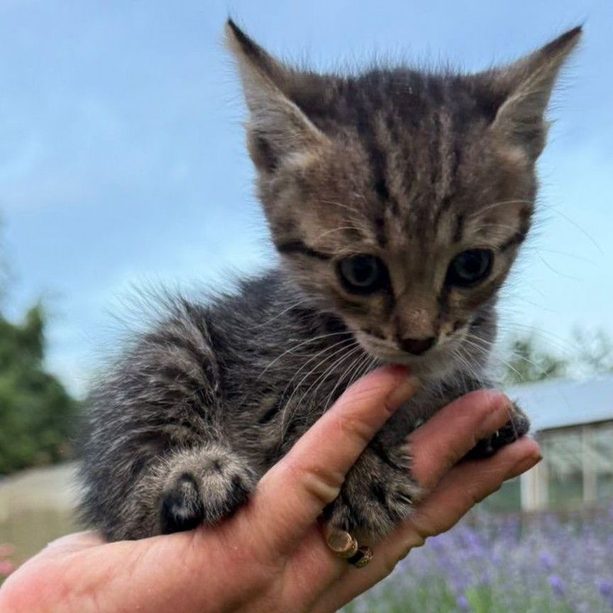 Котята в добрые руки бесплатно