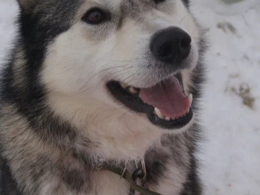 Хаски в добрые руки