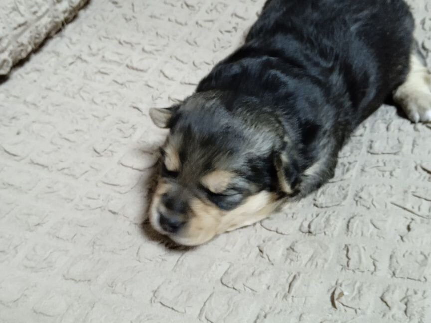 Отдам щенка в добрые руки