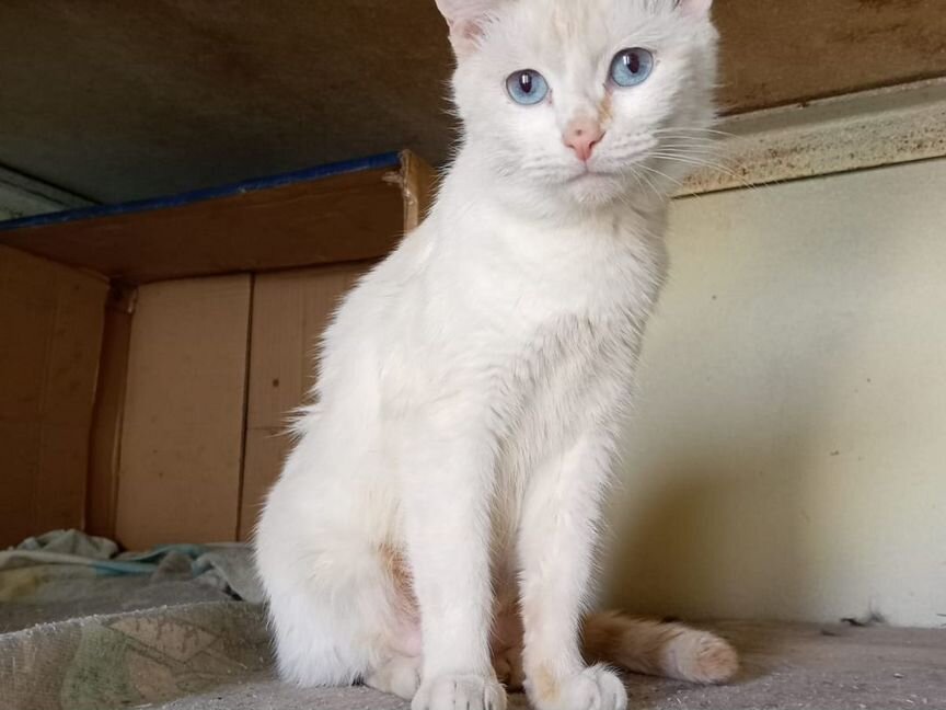 Красавица Мэри в хорошую семью бесплатно