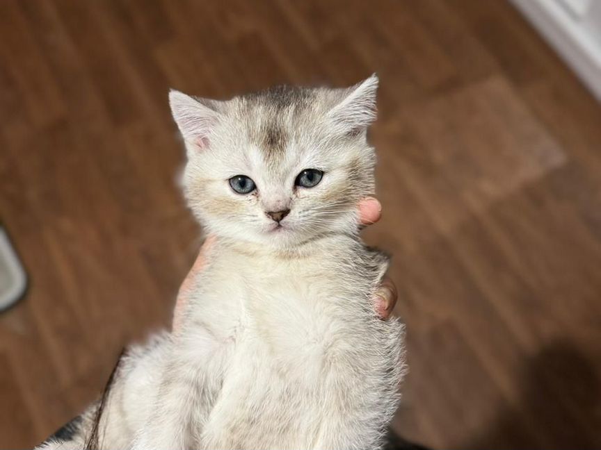 Продам Котенка Шотландского