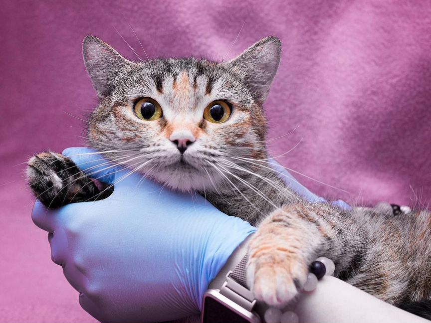 Красивая кошечка