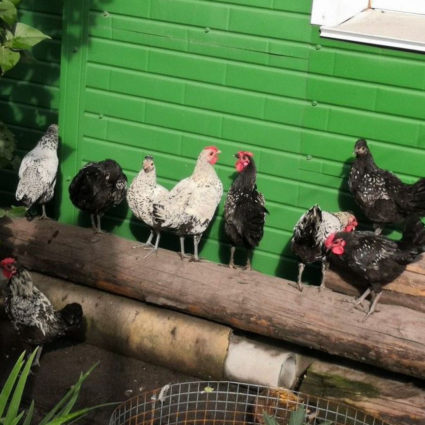 Декоративные петухи