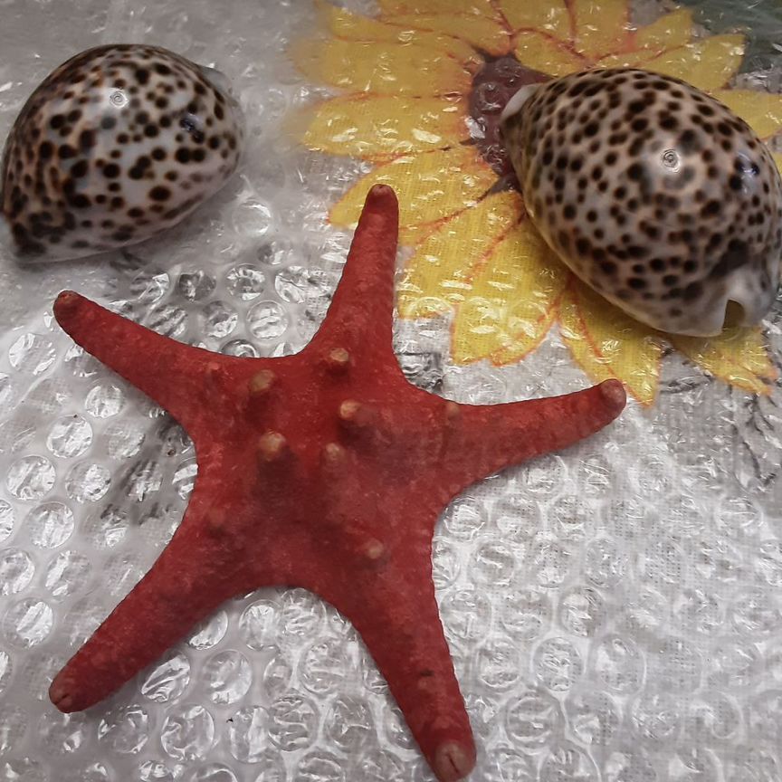 Морские раковины,декорация для аквариума