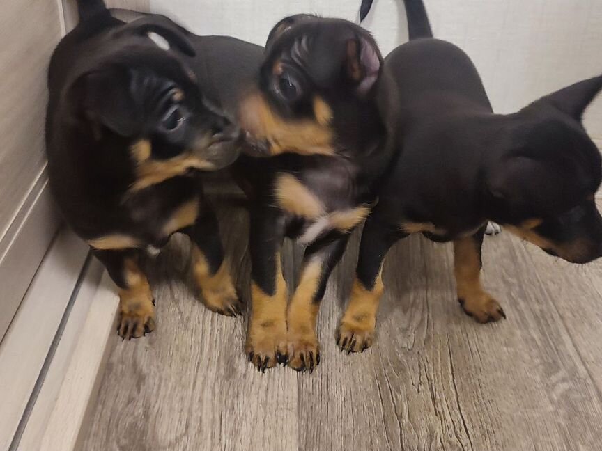 Щенки русский той-терьер