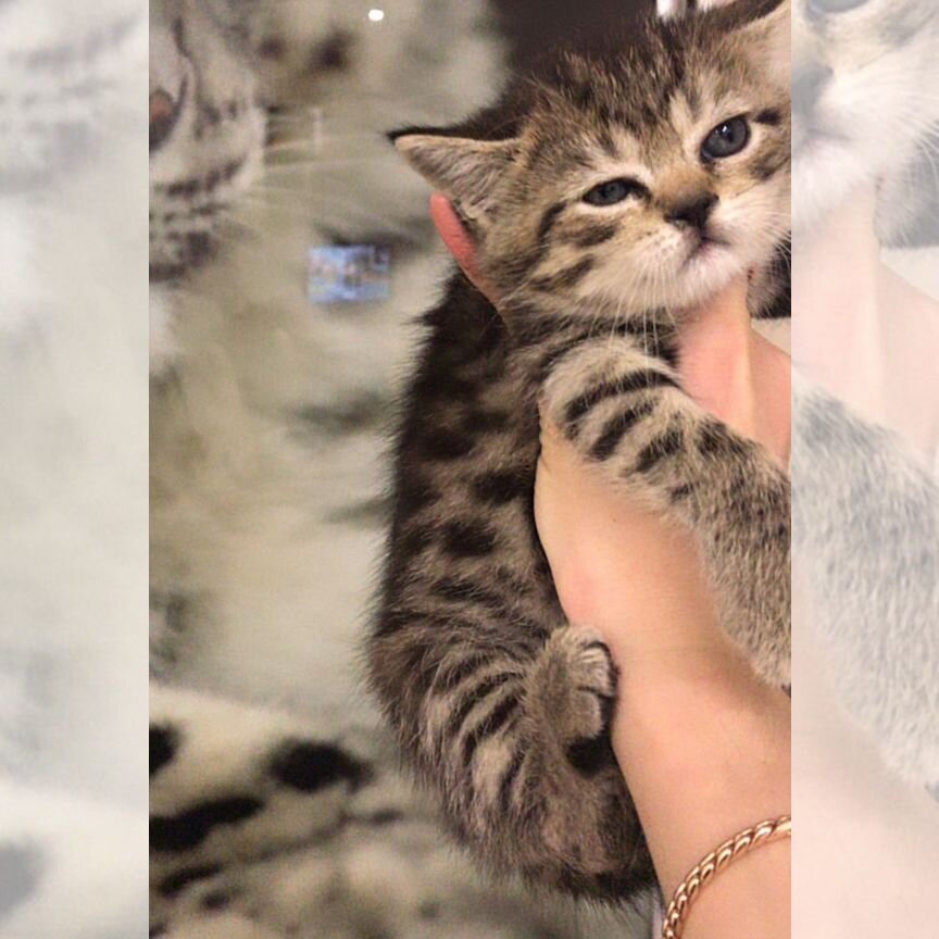 Шотландский вислоухий короткошёрстный котёнок