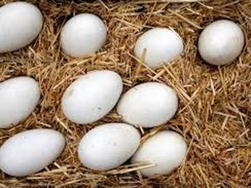 Яйцо гусиное