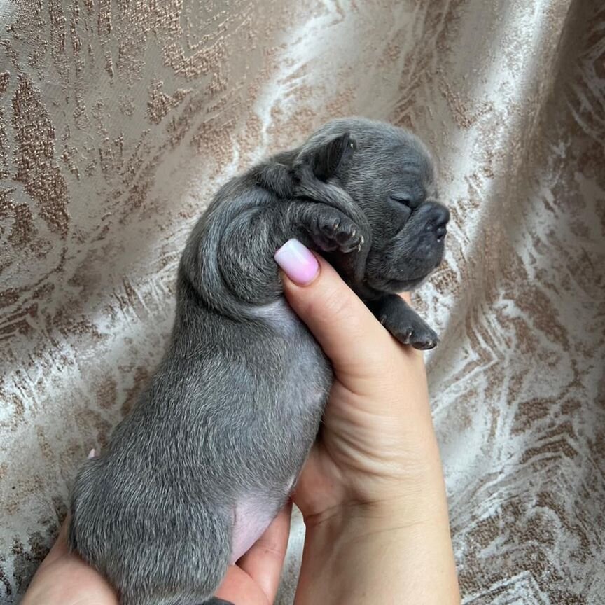 Принцесса Blu