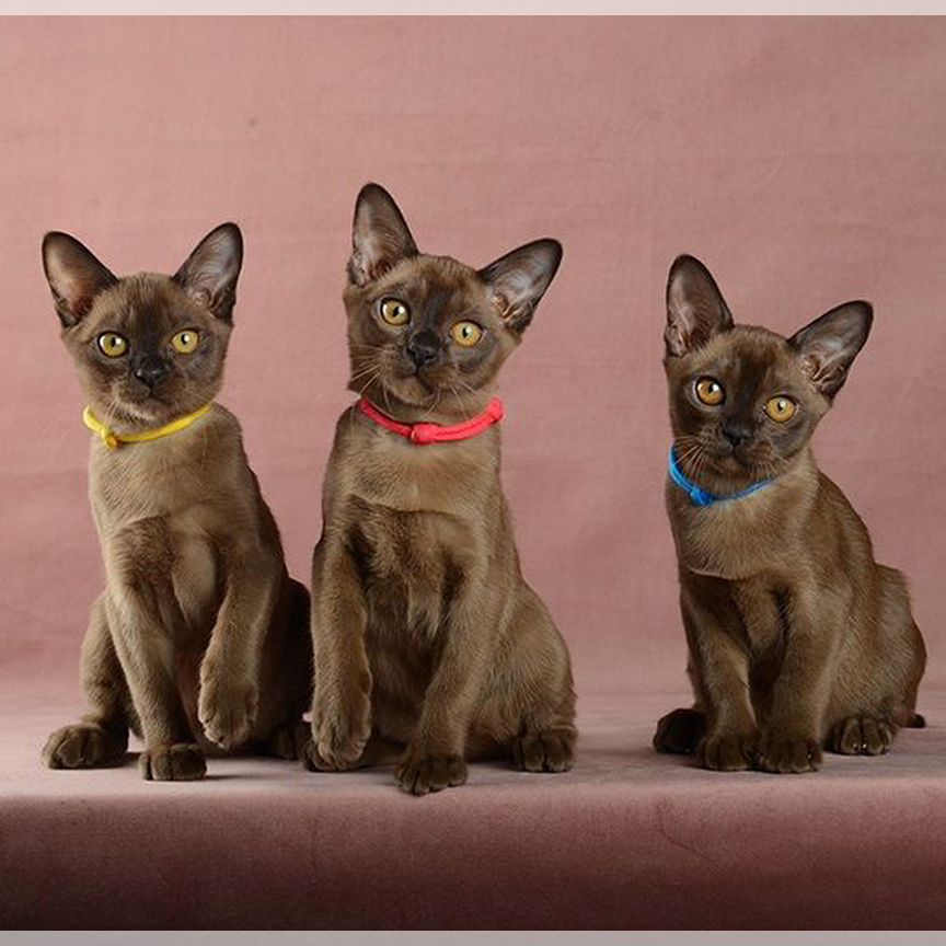 Европейский бурманский котёнок