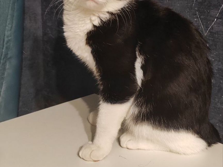 Отдам кота в добрые руки