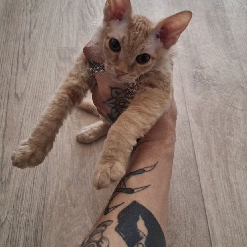 Котенок Сфинкс Браш