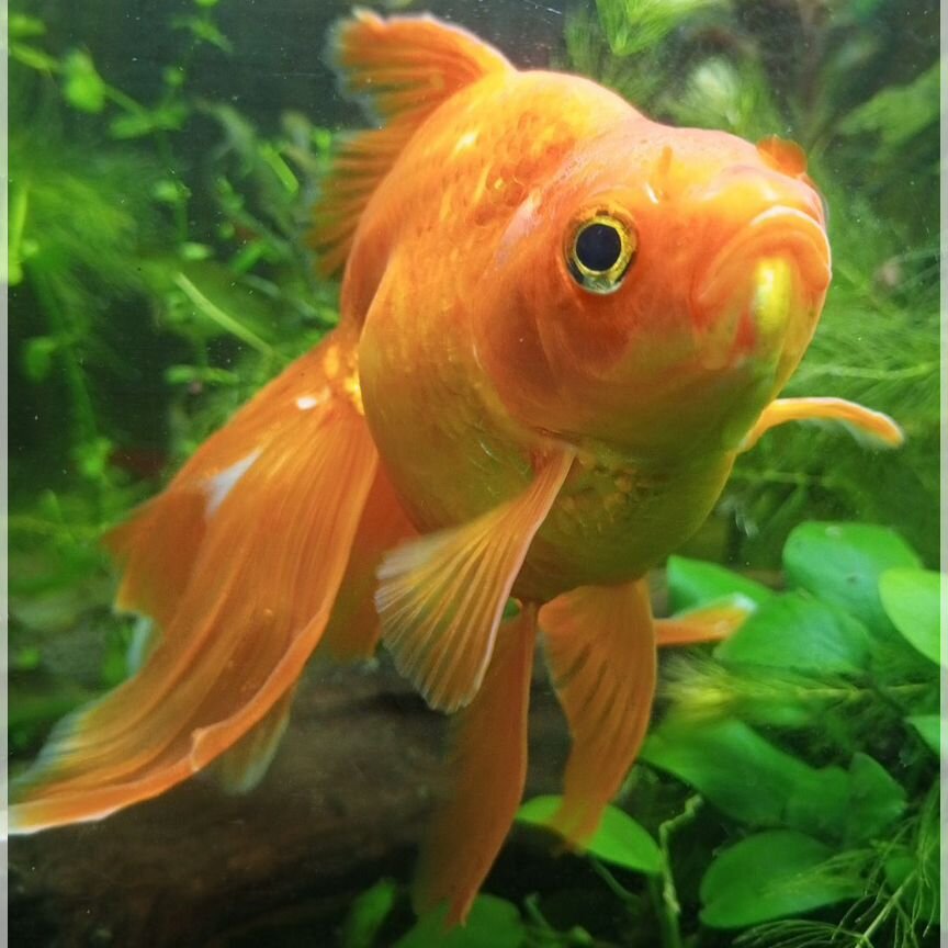 Золотая рыбка