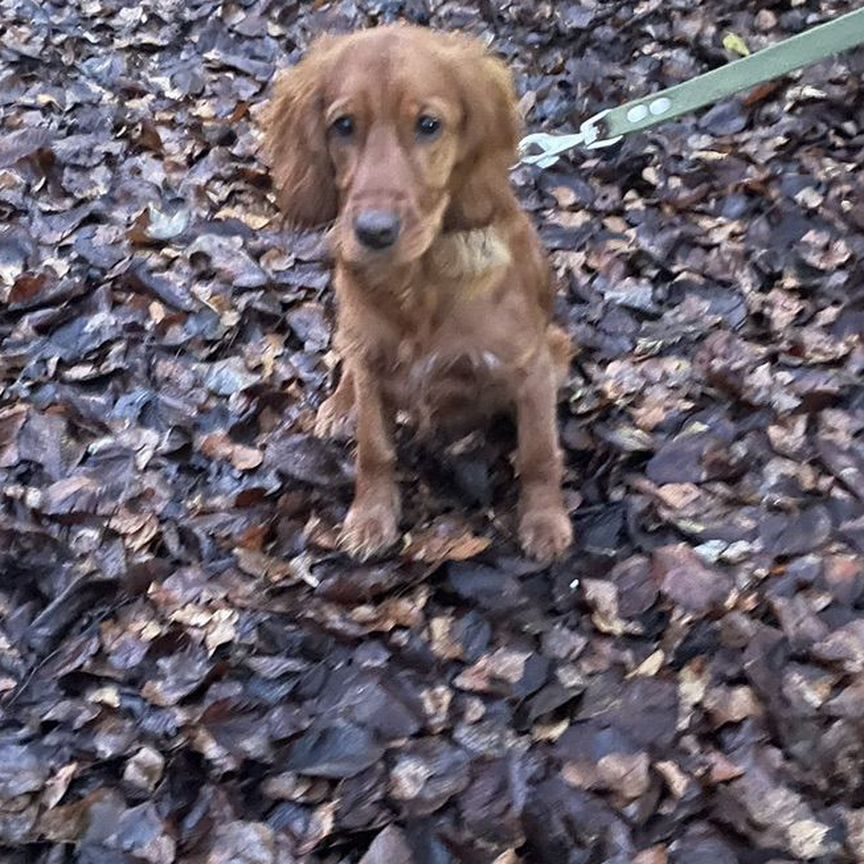 Английский кокер-спаниель, взрослая собака