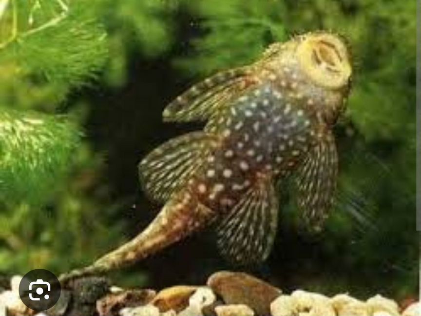 Анцитрус сомик обыкновенный