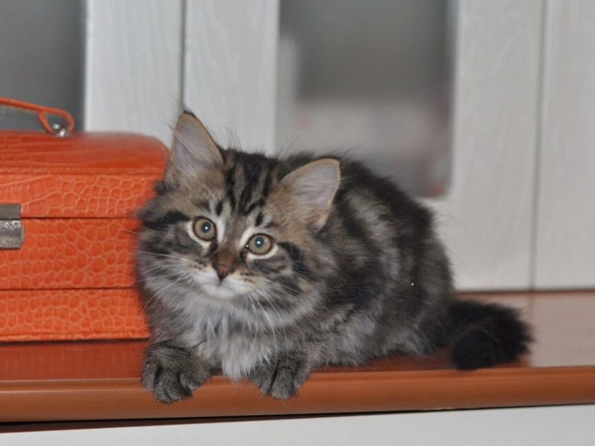 Котята сибирские лесного окраса