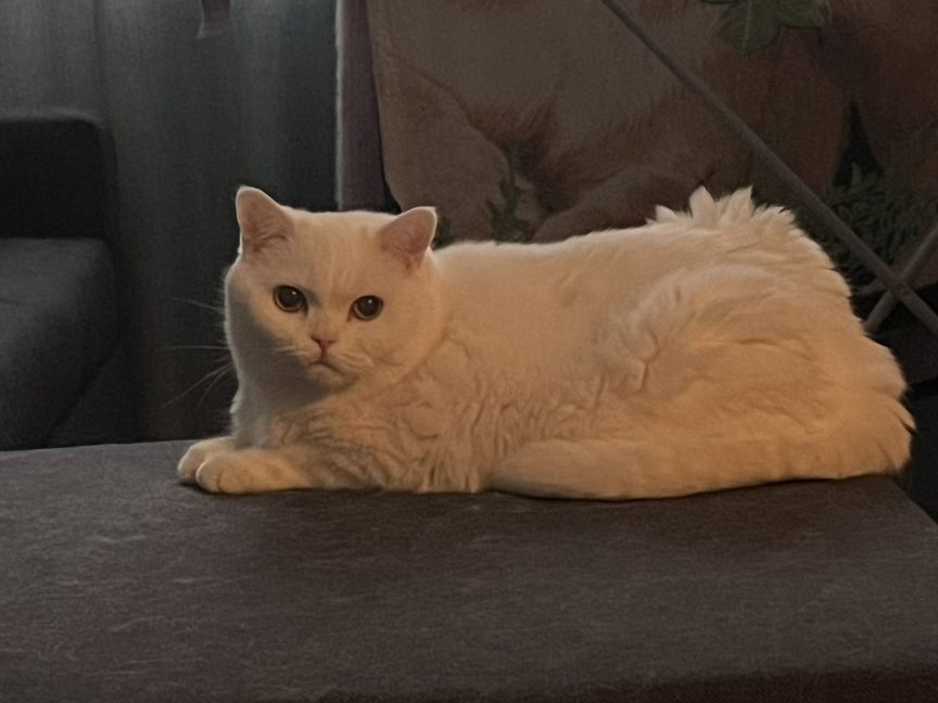 Шотландская кошка белая